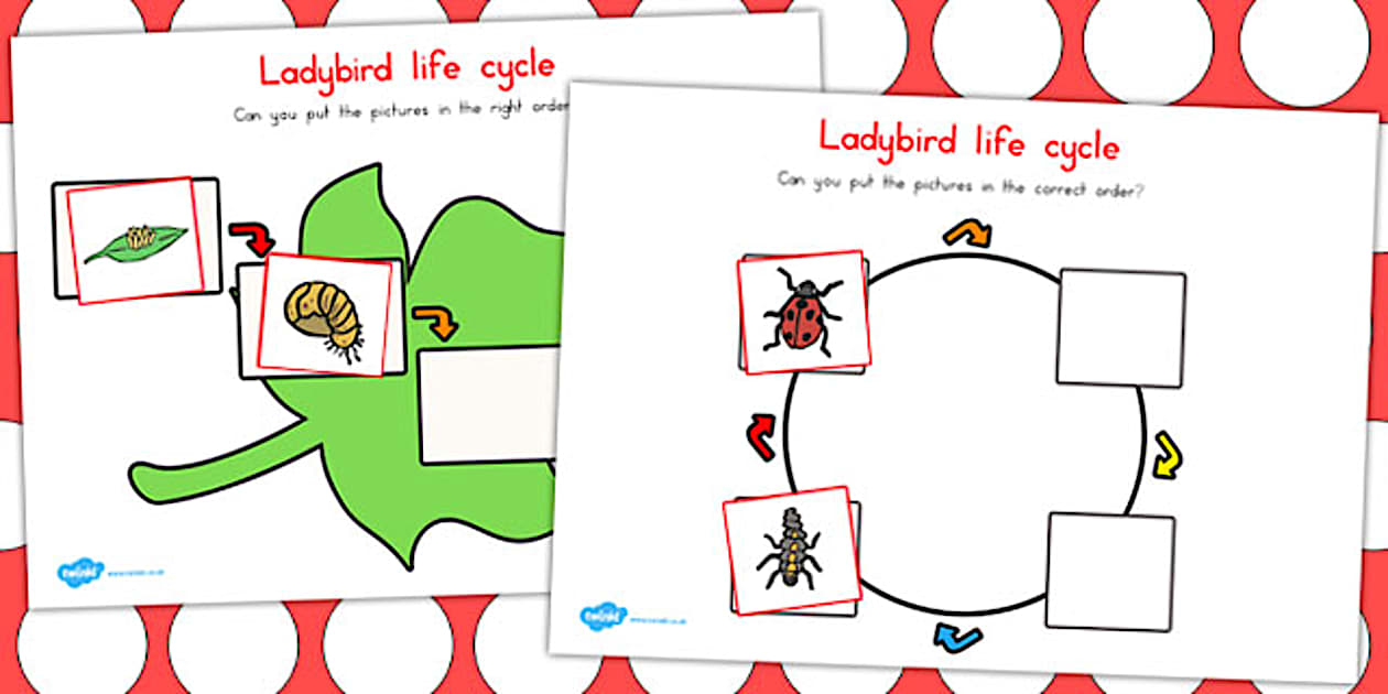 Ladybird Life Cycle Worksheets (teacher made) - Twinkl