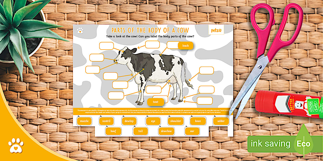 Parts of the Body of a Cow - Labelling Activity - Twinkl