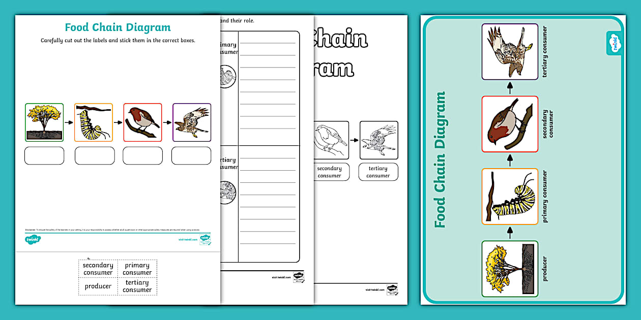 Food Chain Diagram Pack (Lehrer gemacht) - Twinkl