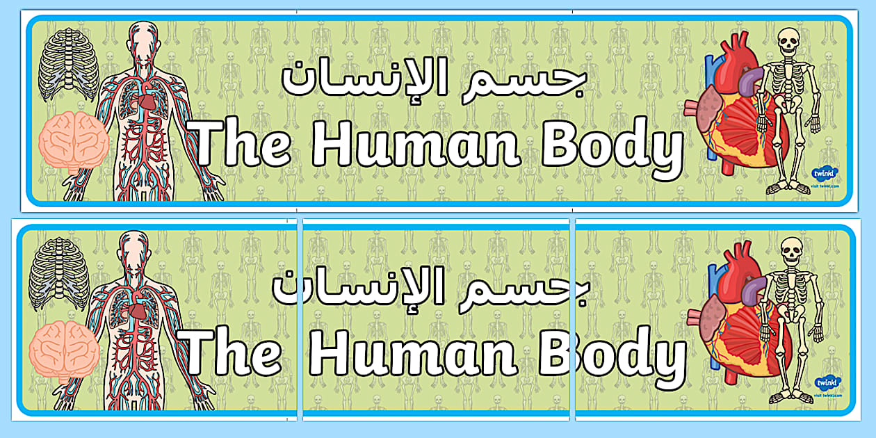 The Human Body Display Banner Arabic/English - The Human Body Display ...