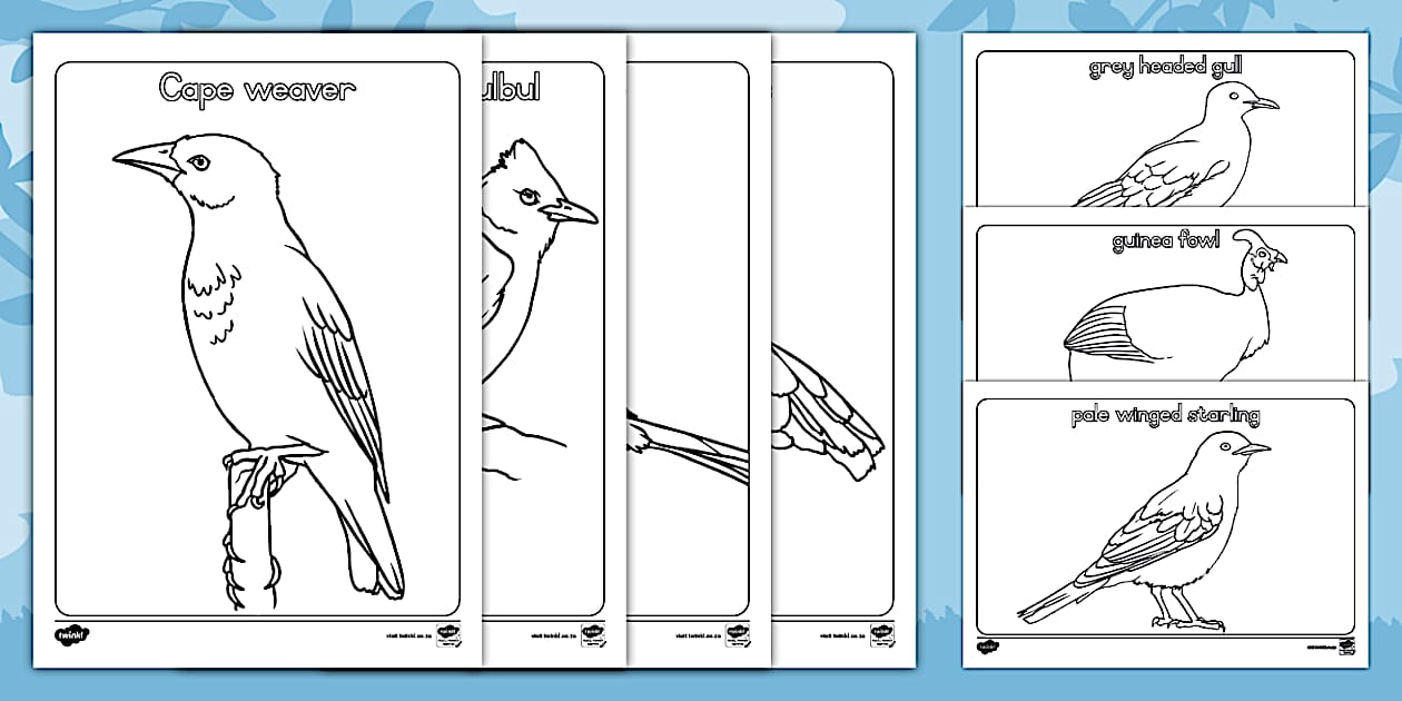 Birds of South Africa Colouring Sheets (teacher made)