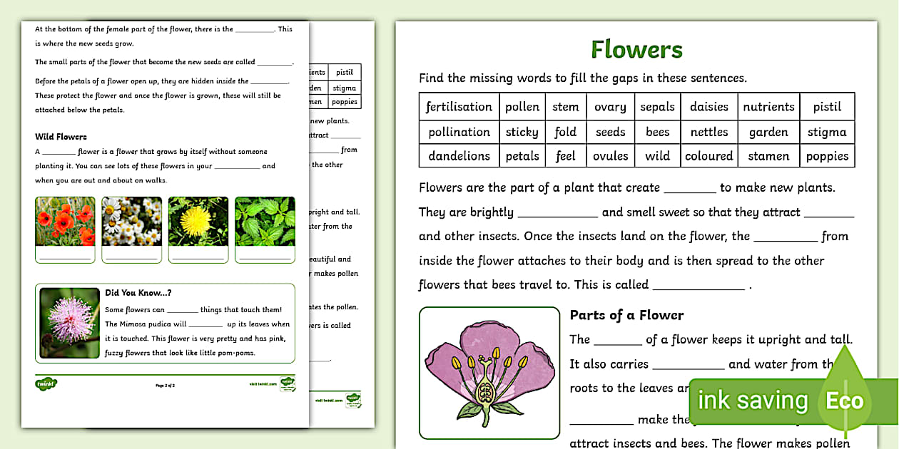 Flowers Fact File Cloze Activity (teacher made) - Twinkl