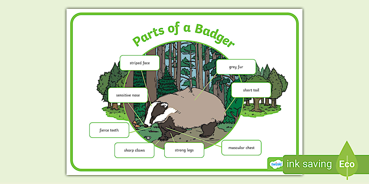 Parts of a Badger Display Poster (teacher made) - Twinkl