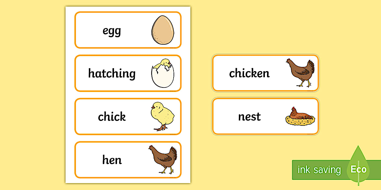 Editable Life Cycle of a Hen Word Cards - Twinkl