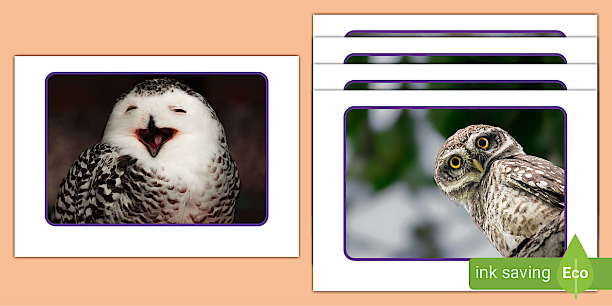 Funny Owl Pictures Photo Display Pack (Teacher-Made)