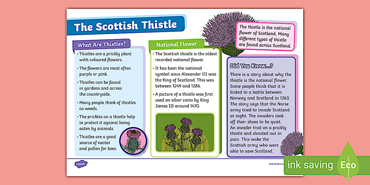 The Scottish Thistle Fact File - KS1 - Twinkl