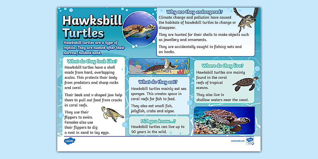 Hawksbill Turtle Fact File - Twinkl - KS1 (teacher made)