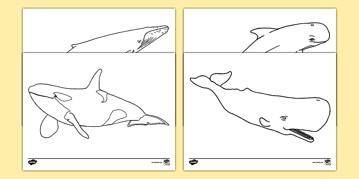 Whales Coloring Sheets (teacher made) - Twinkl