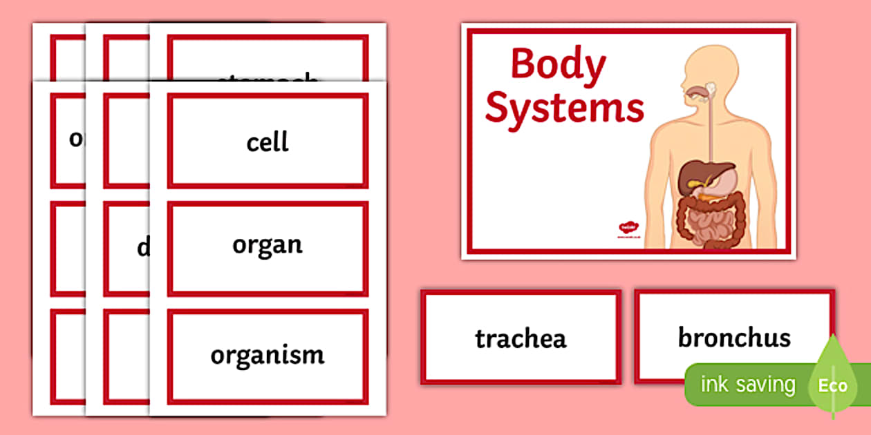 Editable Body Systems Word Wall (teacher made) - Twinkl