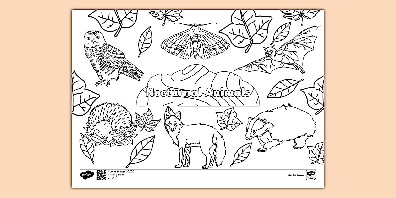 Nocturnal Animals Doodle Colouring Sheet (teacher made)