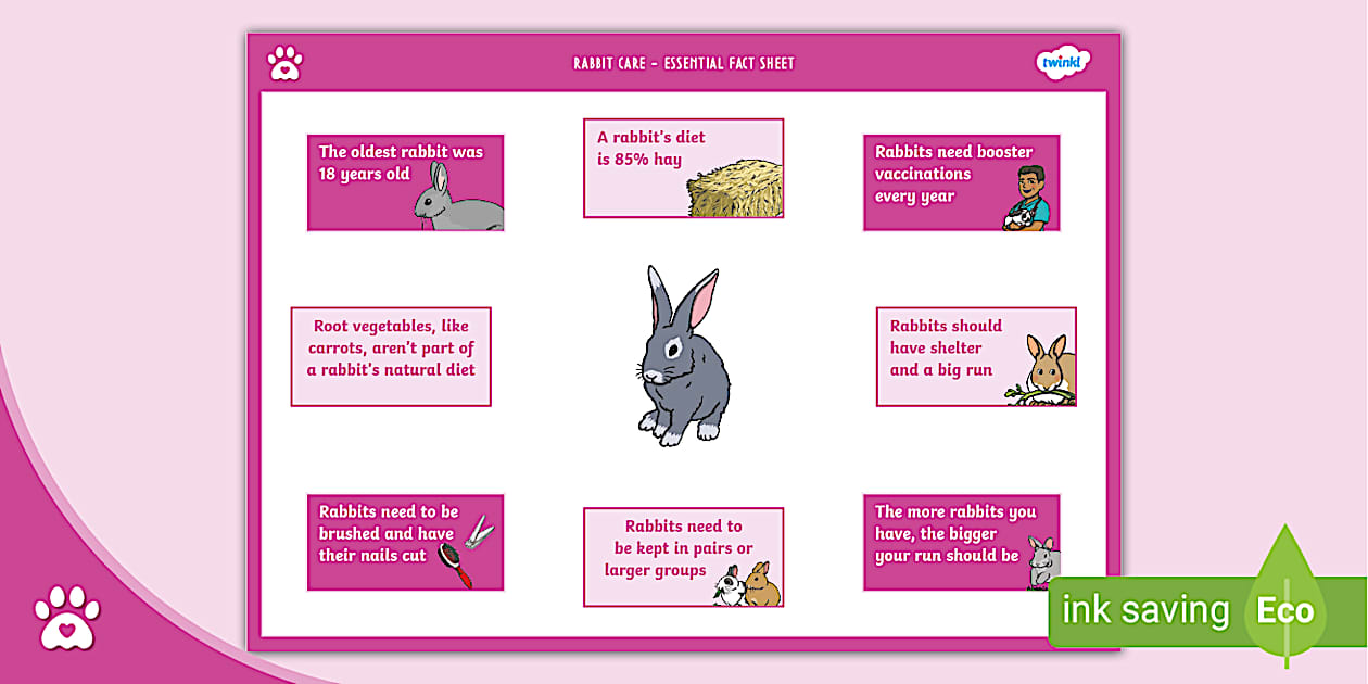 Rabbit Care - Essential Fact Sheet - Pet Care - Twinkl Pets
