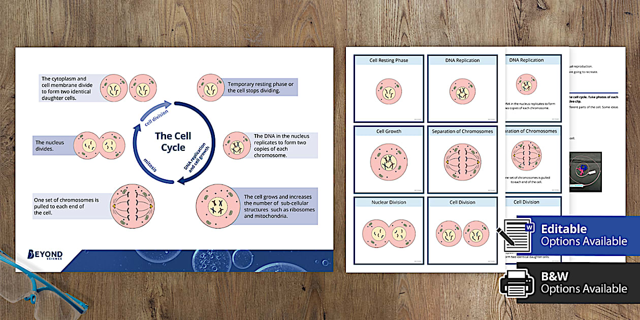 Editable AQA GCSE Make a Cell Cycle Model (teacher made)