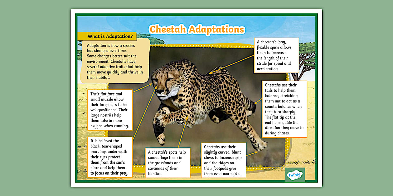 Cheetah Adaptations Poster - Twinkl - KS2 (teacher made)