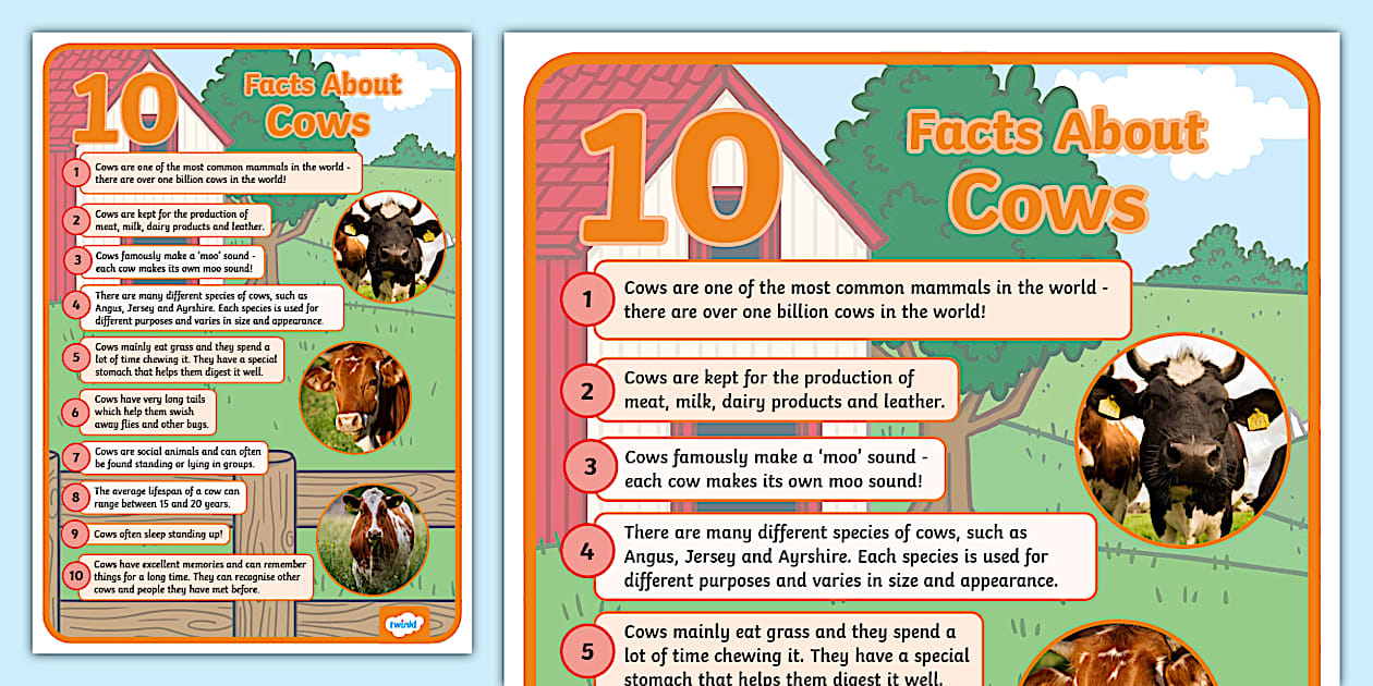 10 Facts About Cows Display Poster (Teacher-Made) - Twinkl