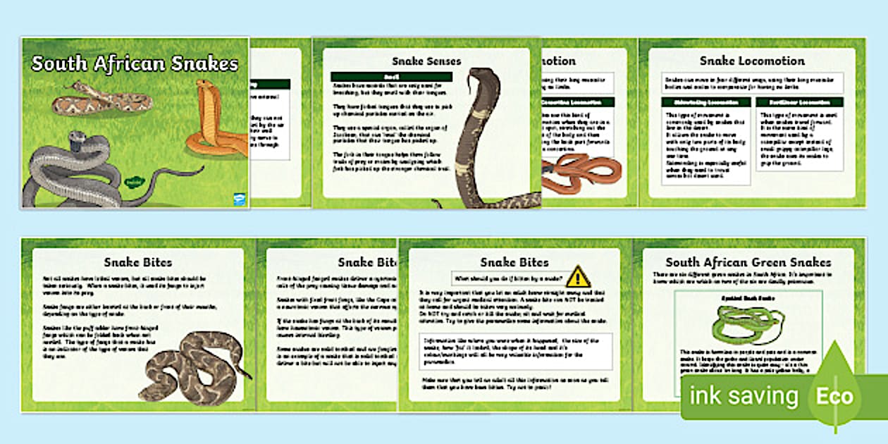 Grade R - Reptiles - Flipbook: South African Snakes - Twinkl