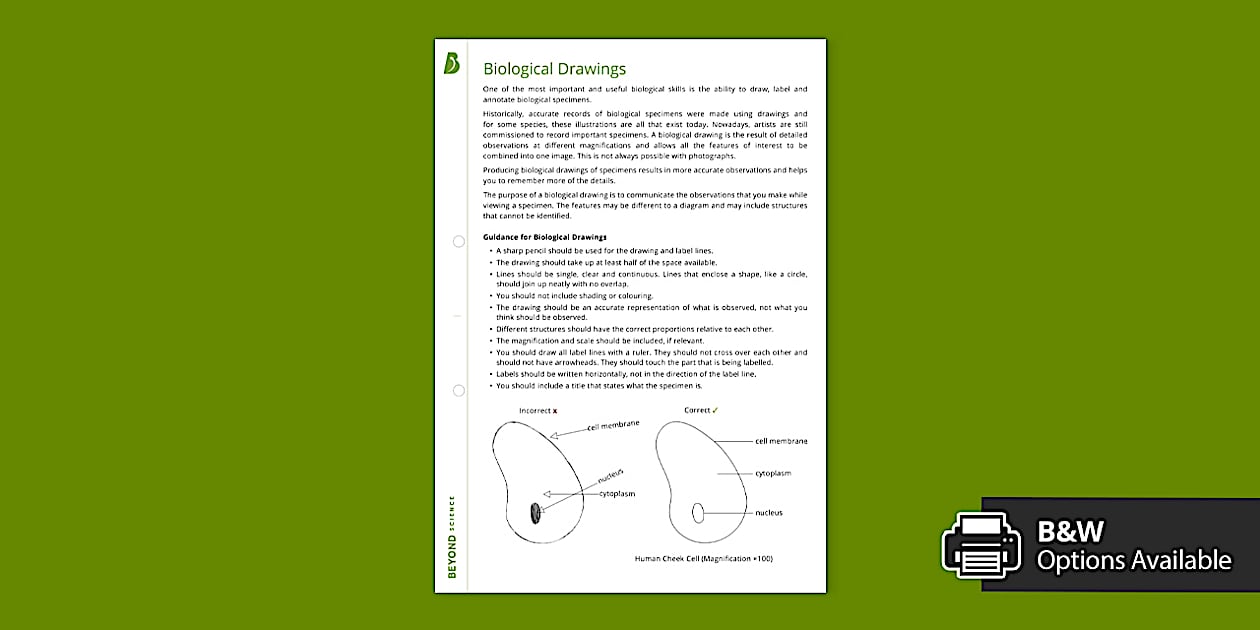 Guidance for Biological Drawings (Teacher-Made) - Twinkl