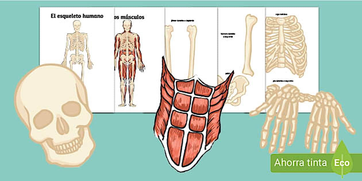 Actividad: El aparato locomotor - 4º de Primaria - Twinkl