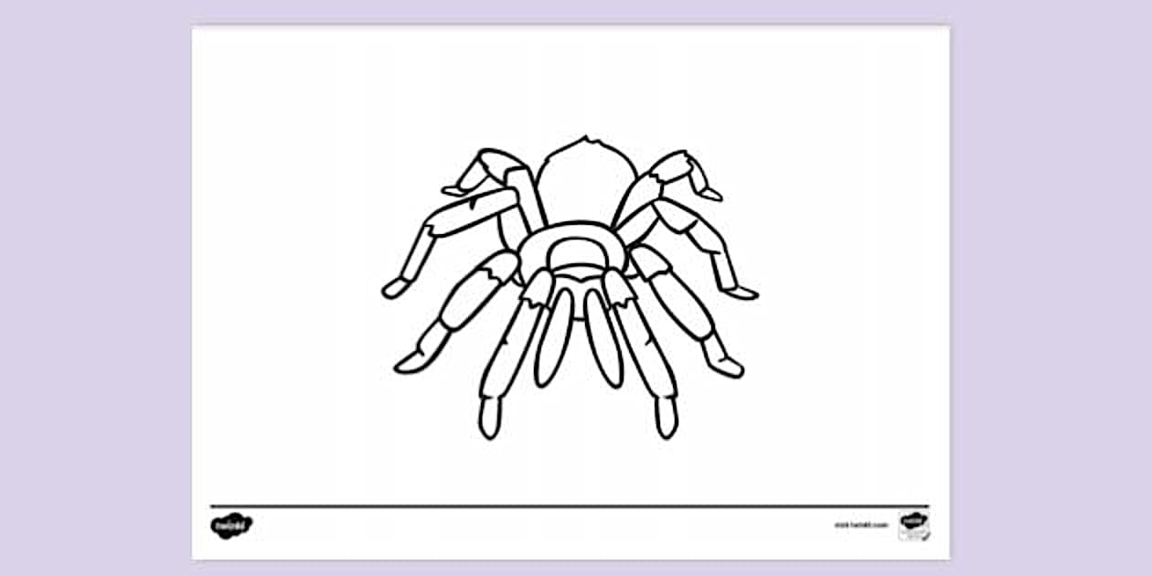 Silver Spider | KS1 Colouring Sheets | Twinkl Resources