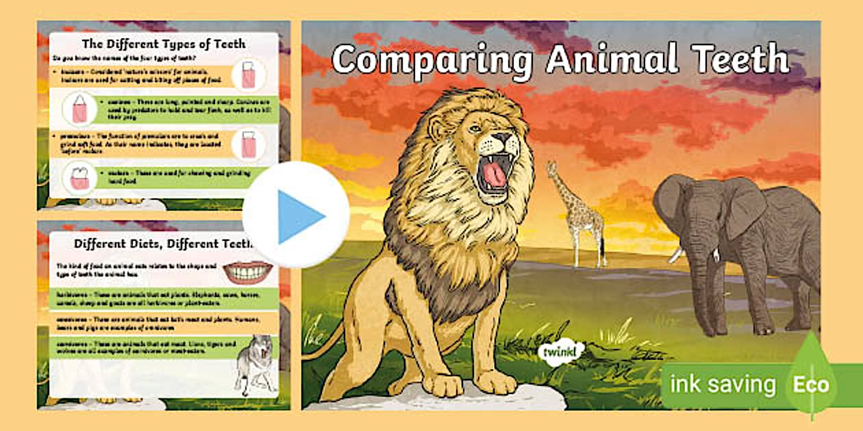 Comparing Animal Teeth KS2 PowerPoint (teacher made)