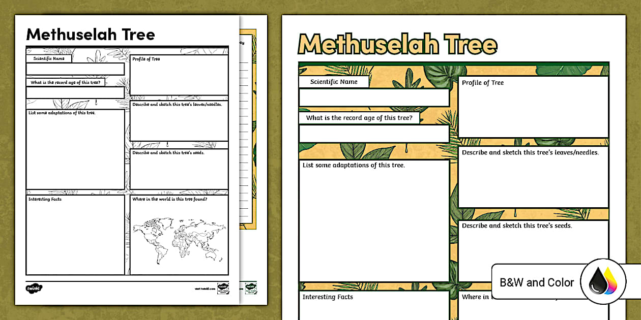 Methuselah Tree Graphic Organizer & Research Writing Page for 6th-8th Grade