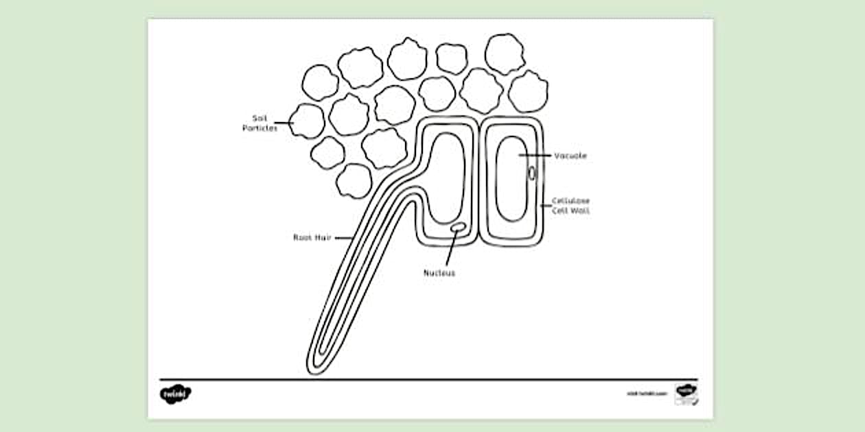 Root Hair Cell Colouring | Colouring Sheets