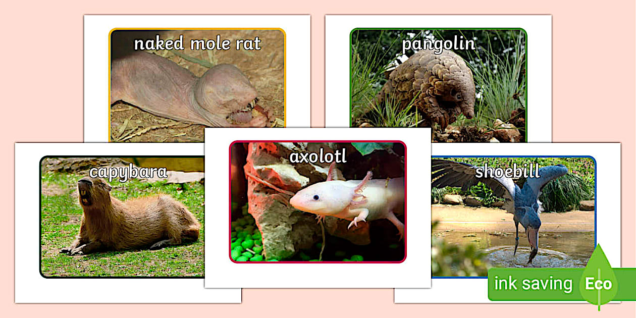 Unusual Animals Photo Pack, Unique Animal