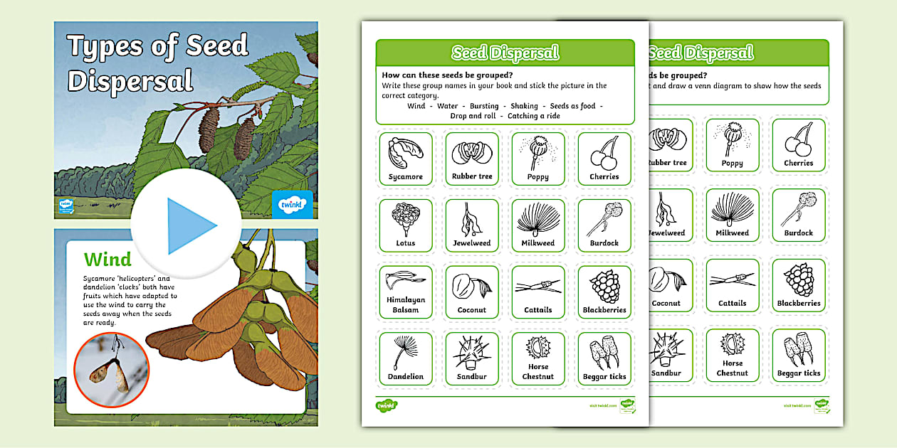 Seed Dispersal KS1 Task-Setting PowerPoint (teacher made)