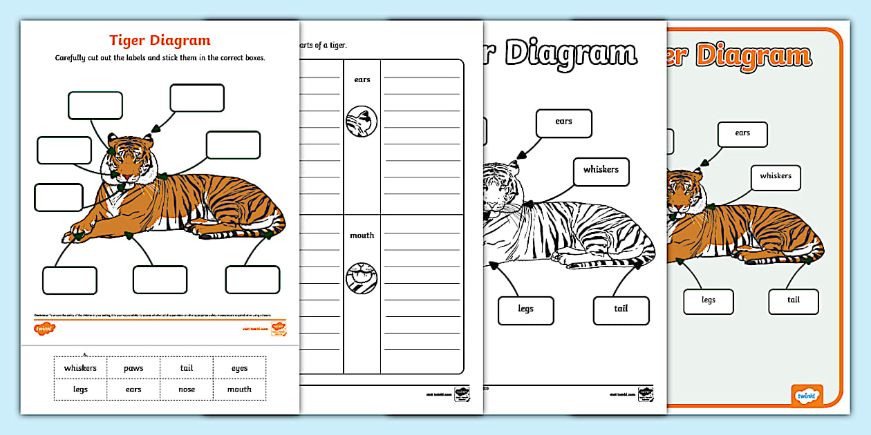 Tiger Diagram Pack (teacher made) - Twinkl