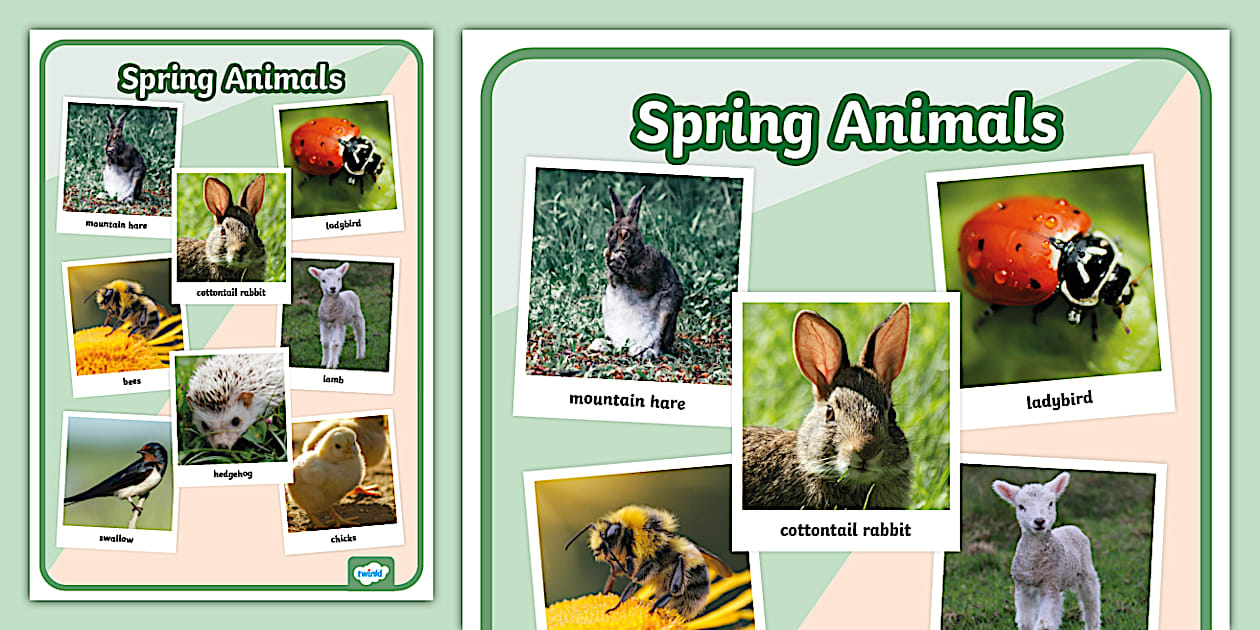 Spring Animals Photo Display Poster (teacher made) - Twinkl