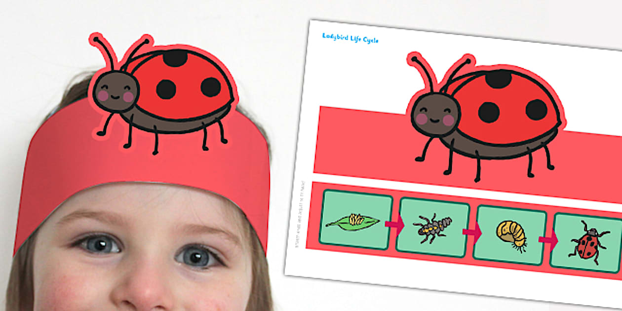 Ladybird Life Cycle Headband (teacher made) - Twinkl