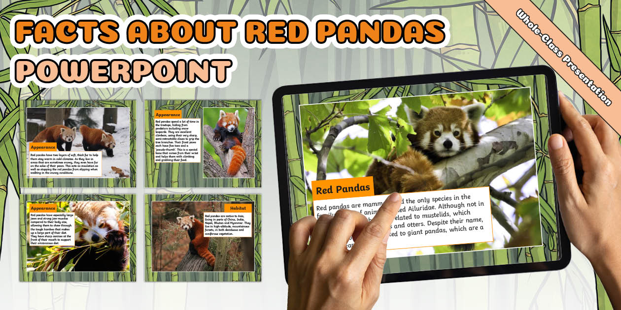 KS2 Facts About Red Pandas PowerPoint