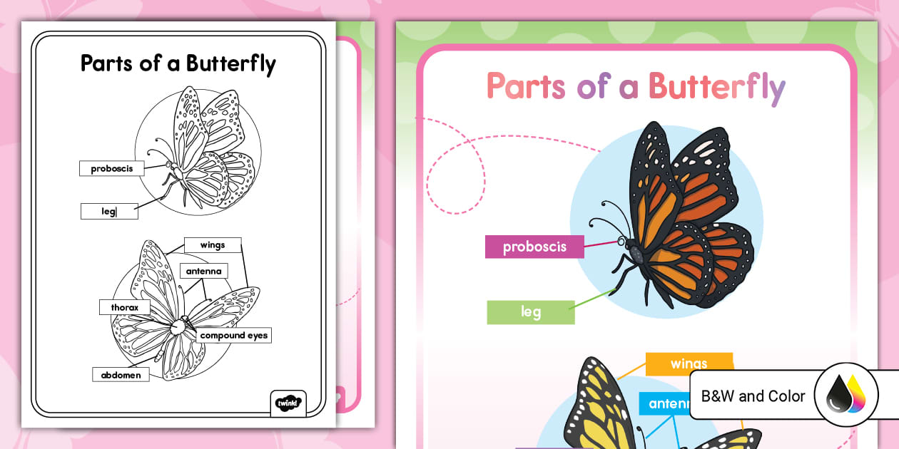 Parts of a Butterfly Poster for K-2nd Grade (teacher made)