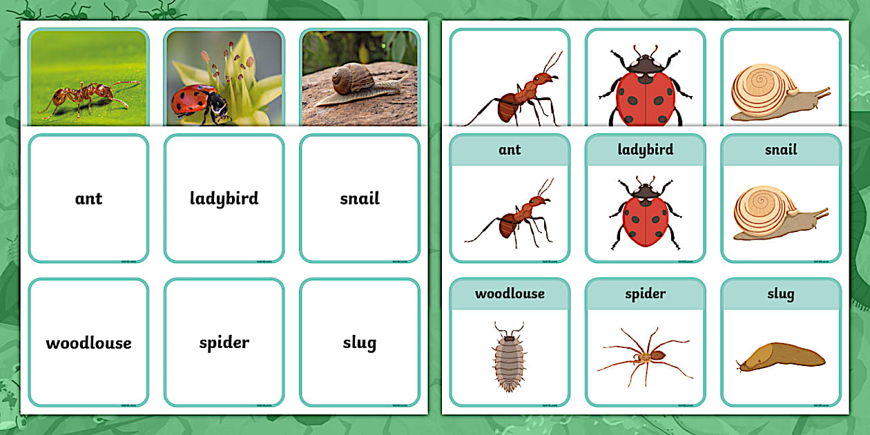 Minibeasts Matching Cards (professor feito) - Twinkl