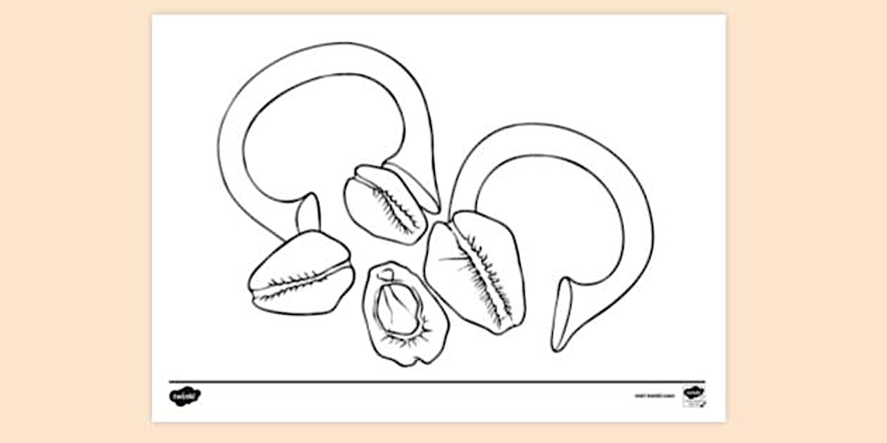 Benin Trade Currency Colouring Sheet (teacher made) - Twinkl