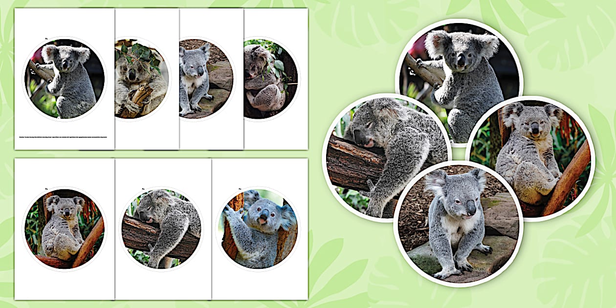 Koala Circle Display Photo Cut-Outs (Teacher-Made) - Twinkl