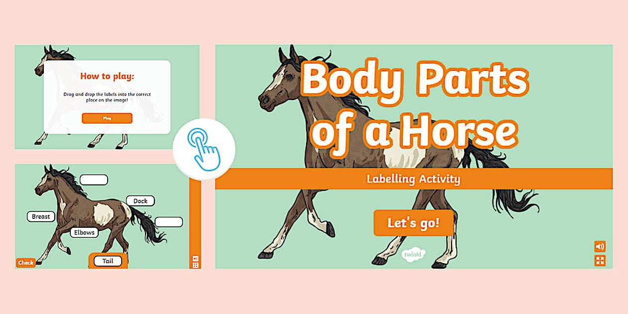 Body Parts of a Horse Interactive Labelling Activity