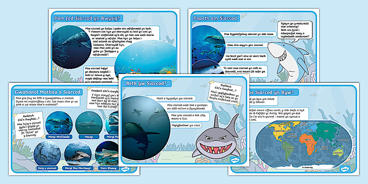 Ffeil Ffeithiau Popeth am Siarcod (teacher made) - Twinkl