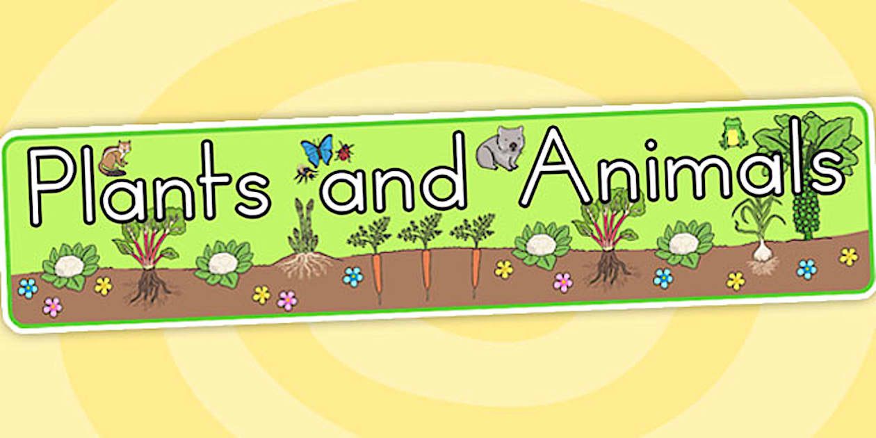 Plants and Animals Display Banner (teacher made) - Twinkl
