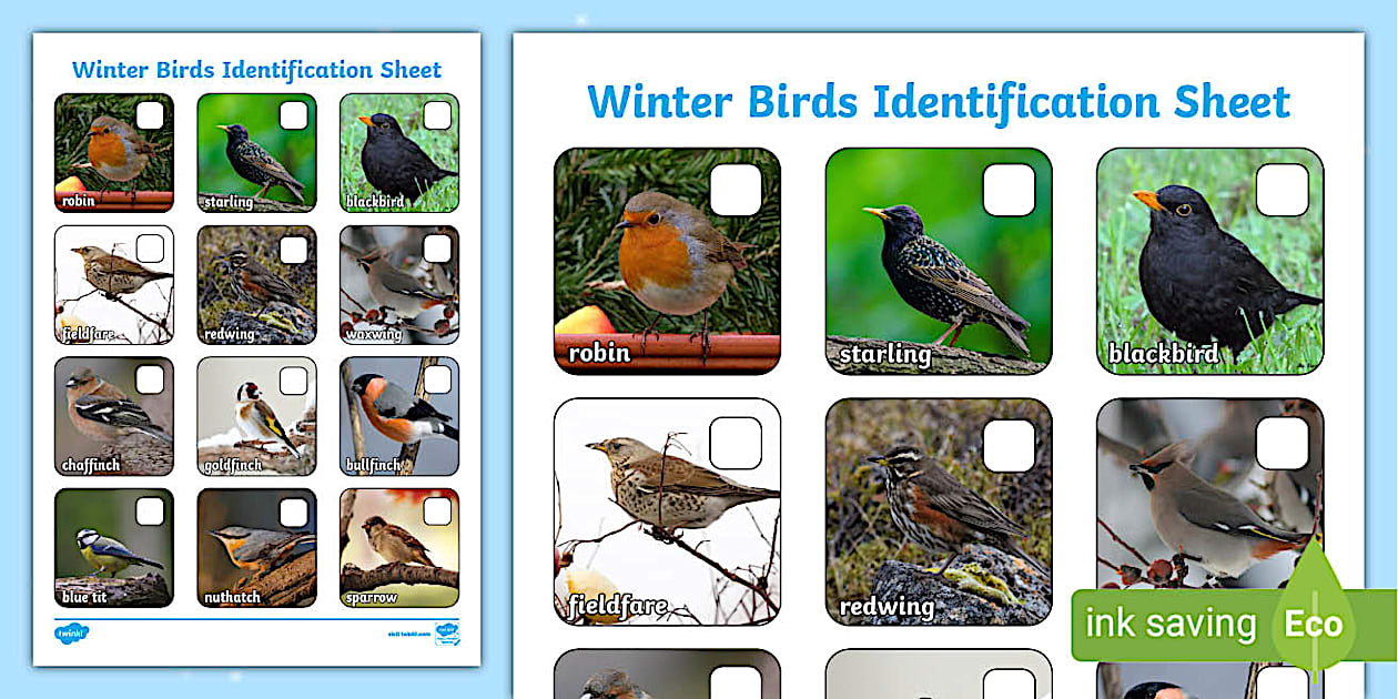 Winter Birds Identification Sheet (teacher made) - Twinkl