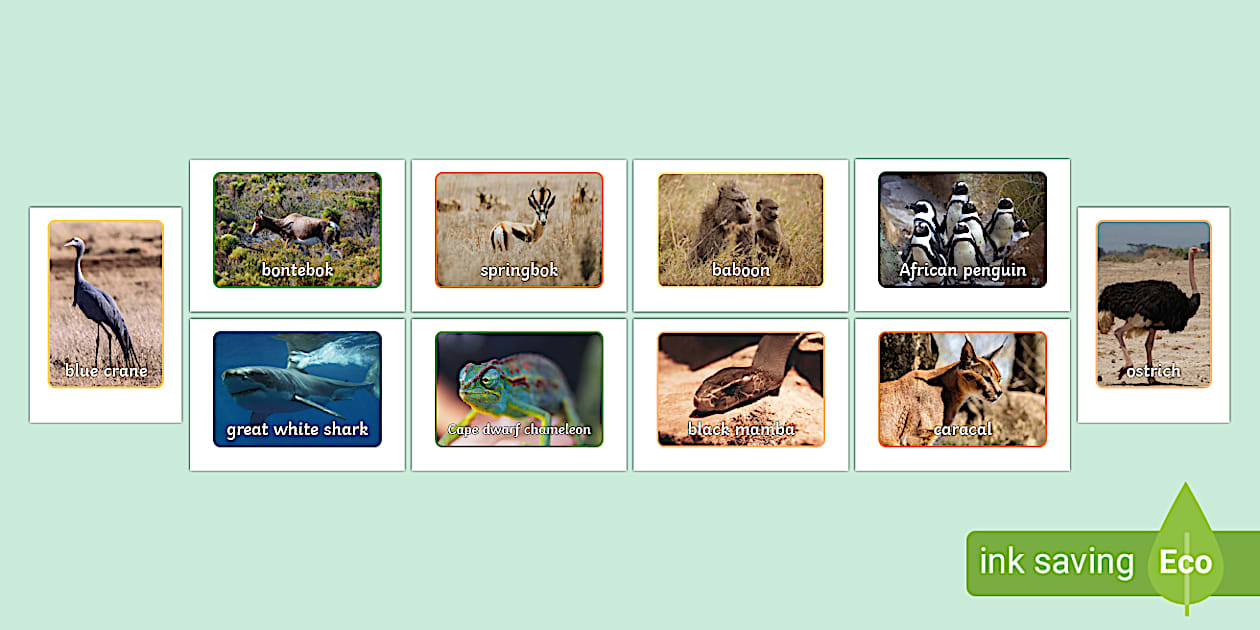 Wild Animals - Photo Pack: Wild Animals of South Africa
