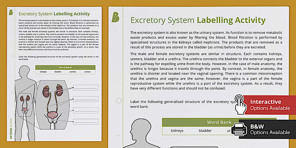 Excretory System Labelling Activity - Twinkl