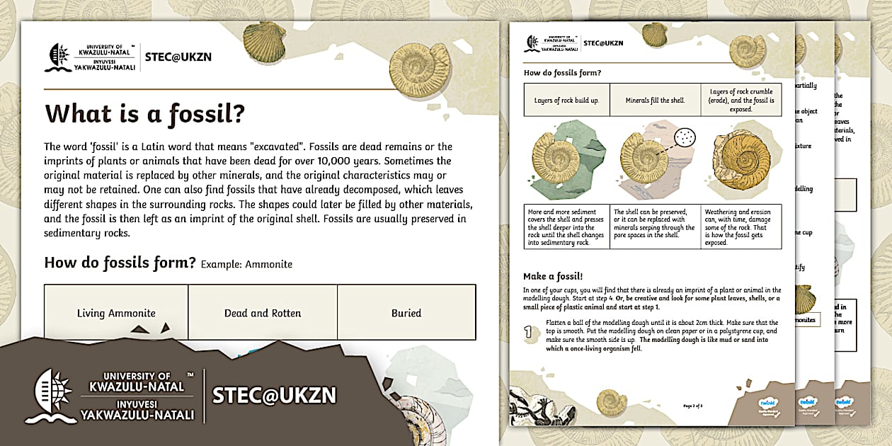 University of KwaZulu Natal How Are Fossils Formed? Activity