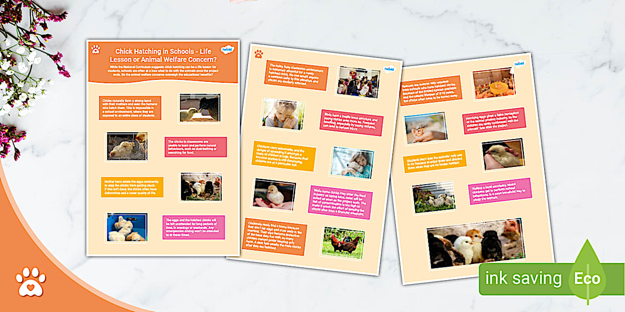 Chick Hatching - Life Lesson or Animal Welfare Concern?