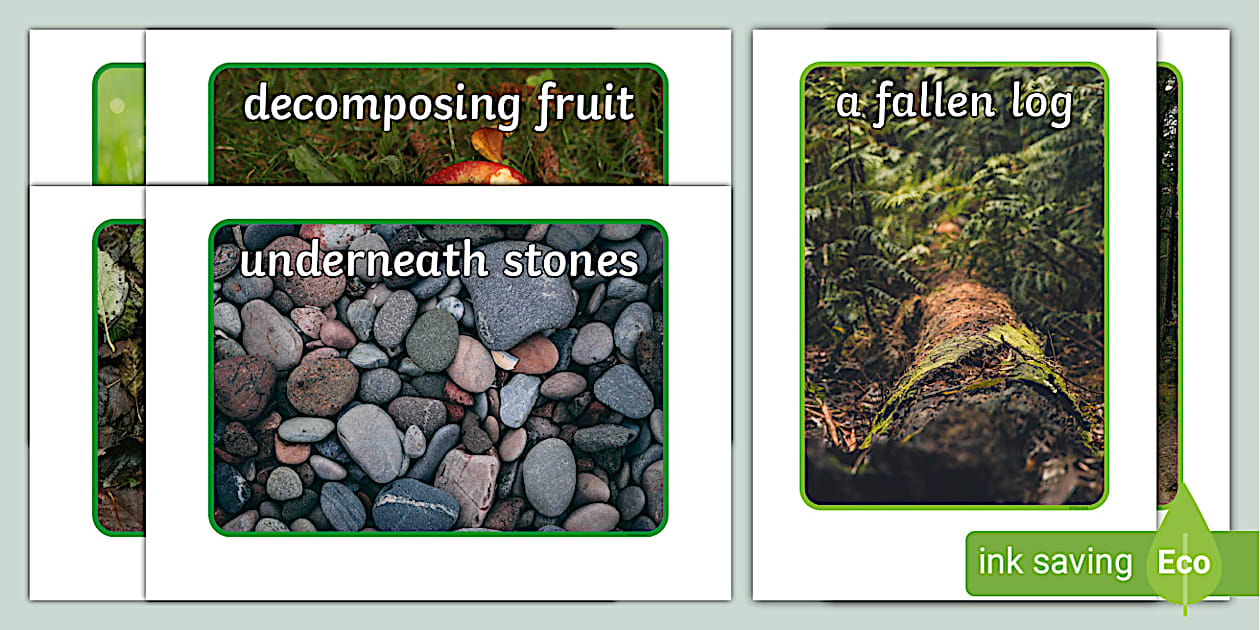 Microhabitat Pictures Photo Pack | Twinkl Learning Resources