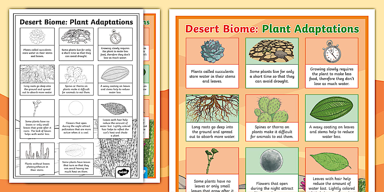 Desert Biome: Plant Adaptations Poster - Twinkl