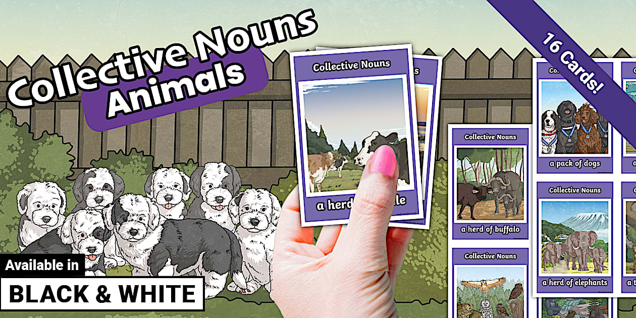 IP- English - Collective Nouns: Animals - Flashcards (CAPS)