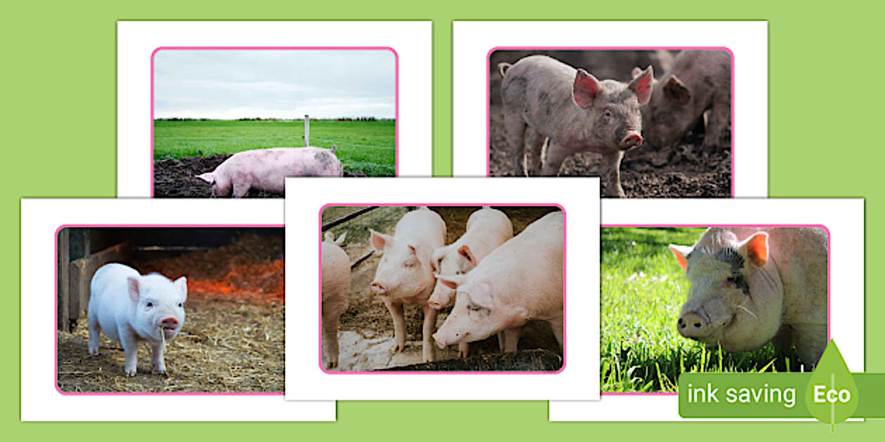 EYFS Pig-Themed Display Photos (teacher made) - Twinkl