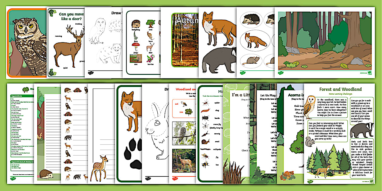 Forest Animals Resource Pack (teacher made) - Twinkl