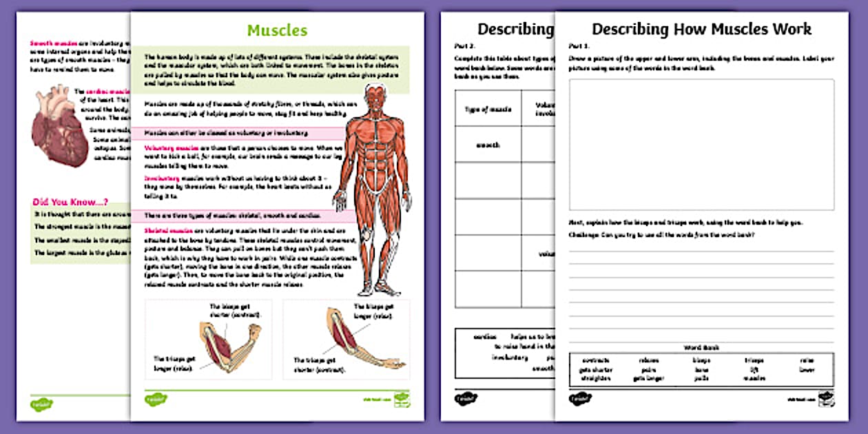 Year 3 Muscles Activity KS2 Worksheet (teacher made)