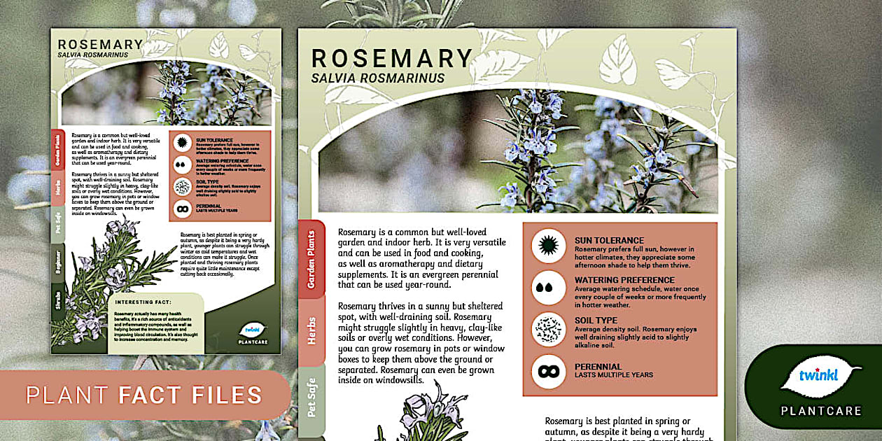 Garden Plant Fact File: Rosemary, outdoor plants, Herbs
